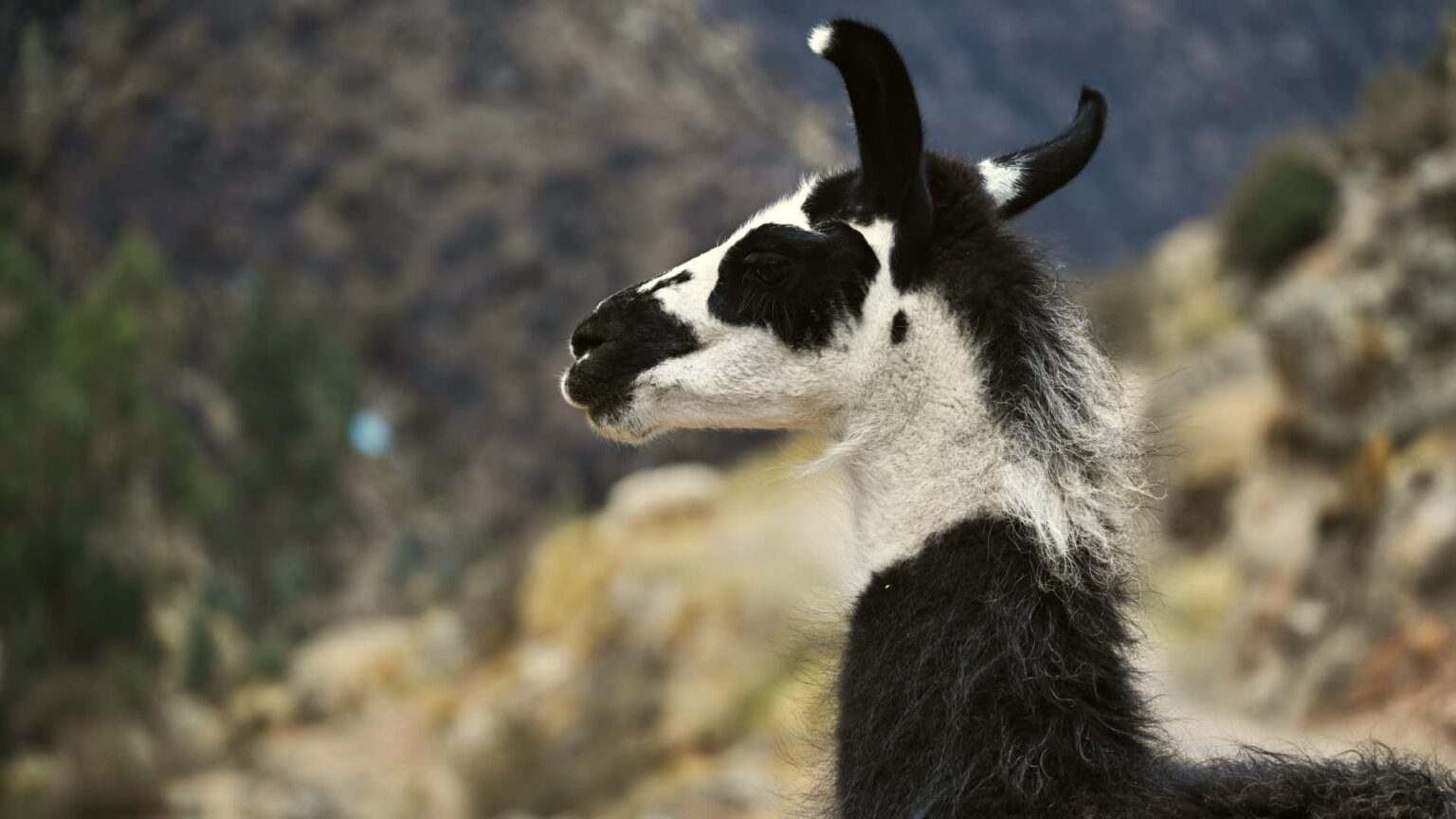 Tips para el mal de altura - Soroche | Cusco tu Destino Travel